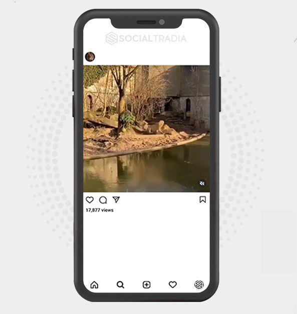 Lions Time (116 k Followers) | Social Tradia