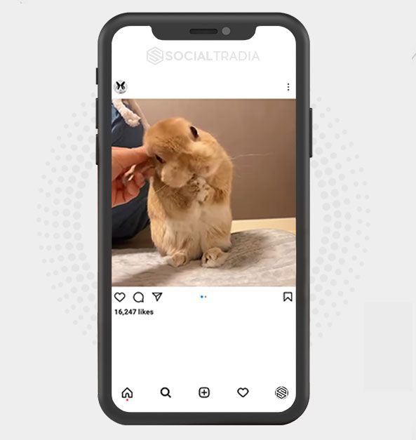 Cute Rabbits (194 k Followers) | Social Tradia