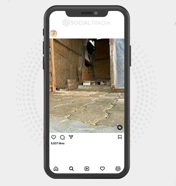 Guinea Pig (58 k Followers) | Social Tradia