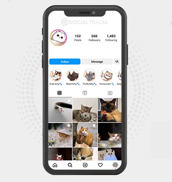 CatsHub Here (56 k Followers) | Social Tradia