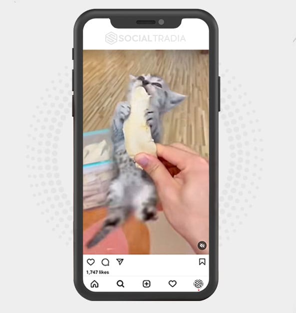 CatsHub Here (56 k Followers) | Social Tradia