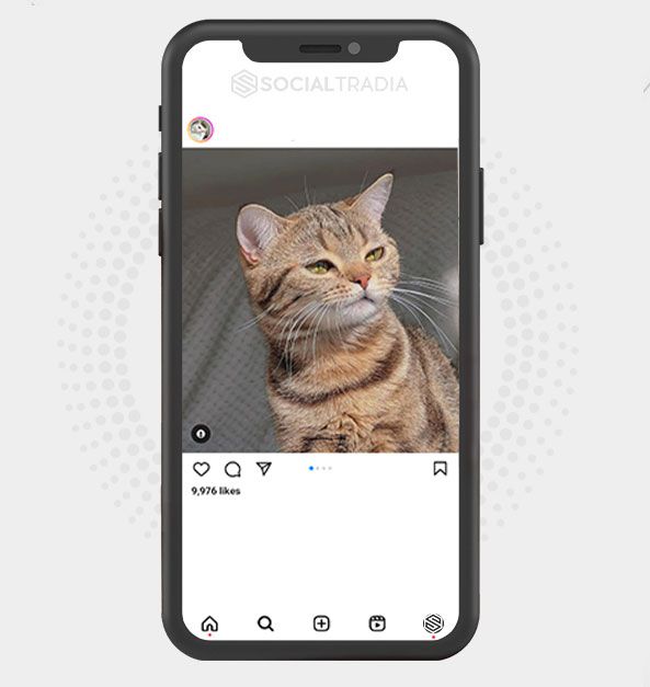 KittenDaily (317 k Followers) | Social Tradia