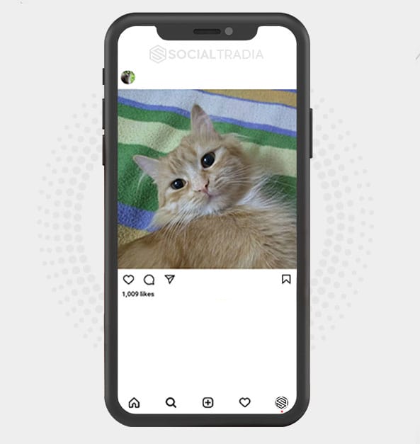 Cats FanPage (4.4 k Followers) | Social Tradia