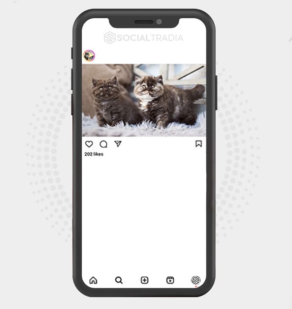 KittyPics (16.5 k Followers) | Social Tradia