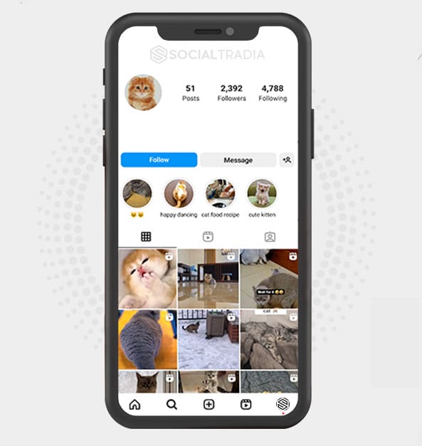 HappyKitten (29.2 k Followers) | Social Tradia