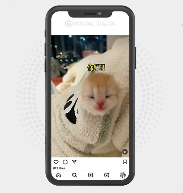 HappyKitten (29.2 k Followers) | Social Tradia