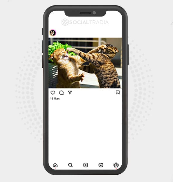 Cat Gathering (2 k Followers) | Social Tradia