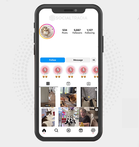 Kitty Hub (30.4 k Followers) | Social Tradia