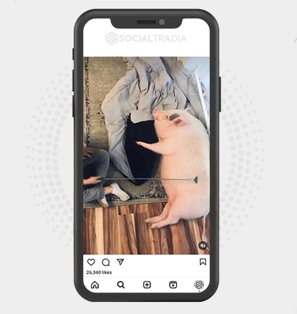 Pig Posts (31.4 k Followers) | Social Tradia