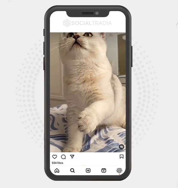 cat_lover_nerob (2.5 k Followers) | Social Tradia