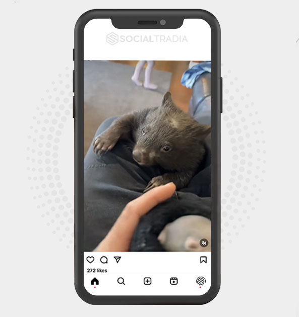 Wombats Here (2 k Followers) | Social Tradia