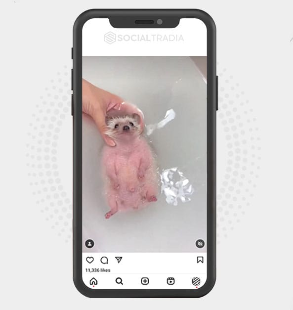 Hedgehog Cool (21.4 k Followers) | Social Tradia