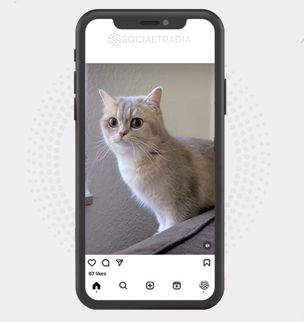 KittyLand (6.2 k Followers) | Social Tradia