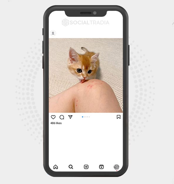 CatStand (7 k Followers) | Social Tradia