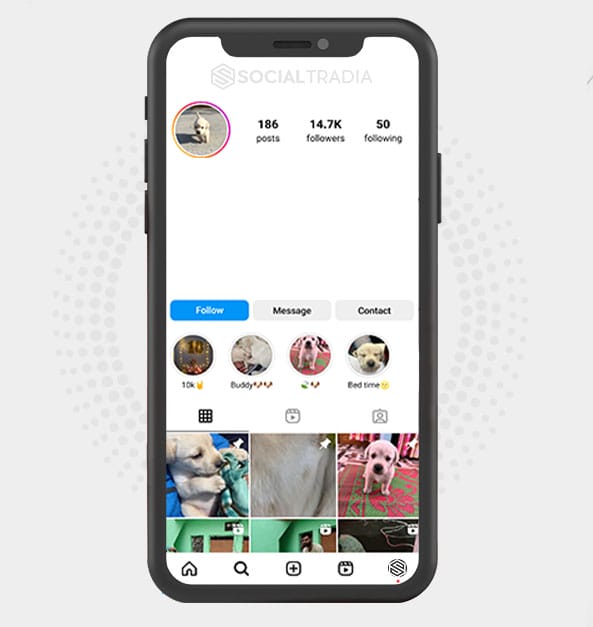 PetCure (14.7 k Followers) | Social Tradia