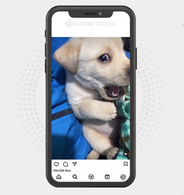 PetCure (14.7 k Followers) | Social Tradia