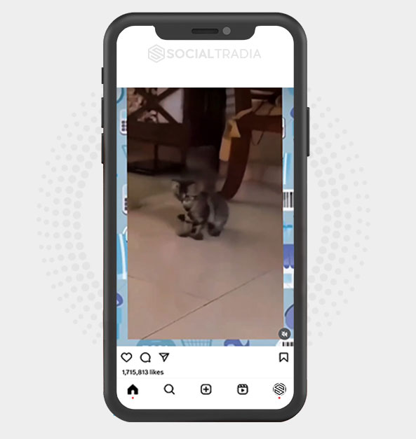 CatsCool (184 k Followers) | Social Tradia