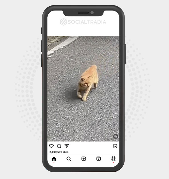 CatsCool (184 k Followers) | Social Tradia