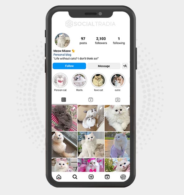 _meow_miaow_ (2.1 k Followers) | Social Tradia