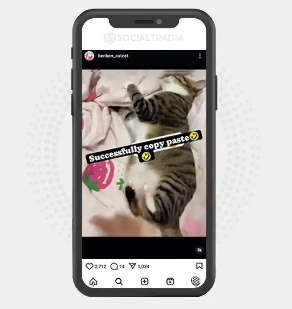 benben_catcat (2.5 k Followers) | Social Tradia