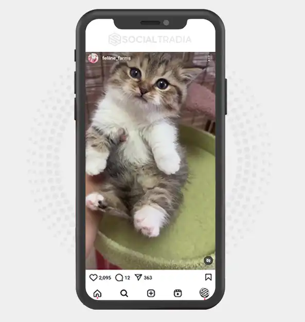 feliine_farms (2.1 k Followers) | Social Tradia